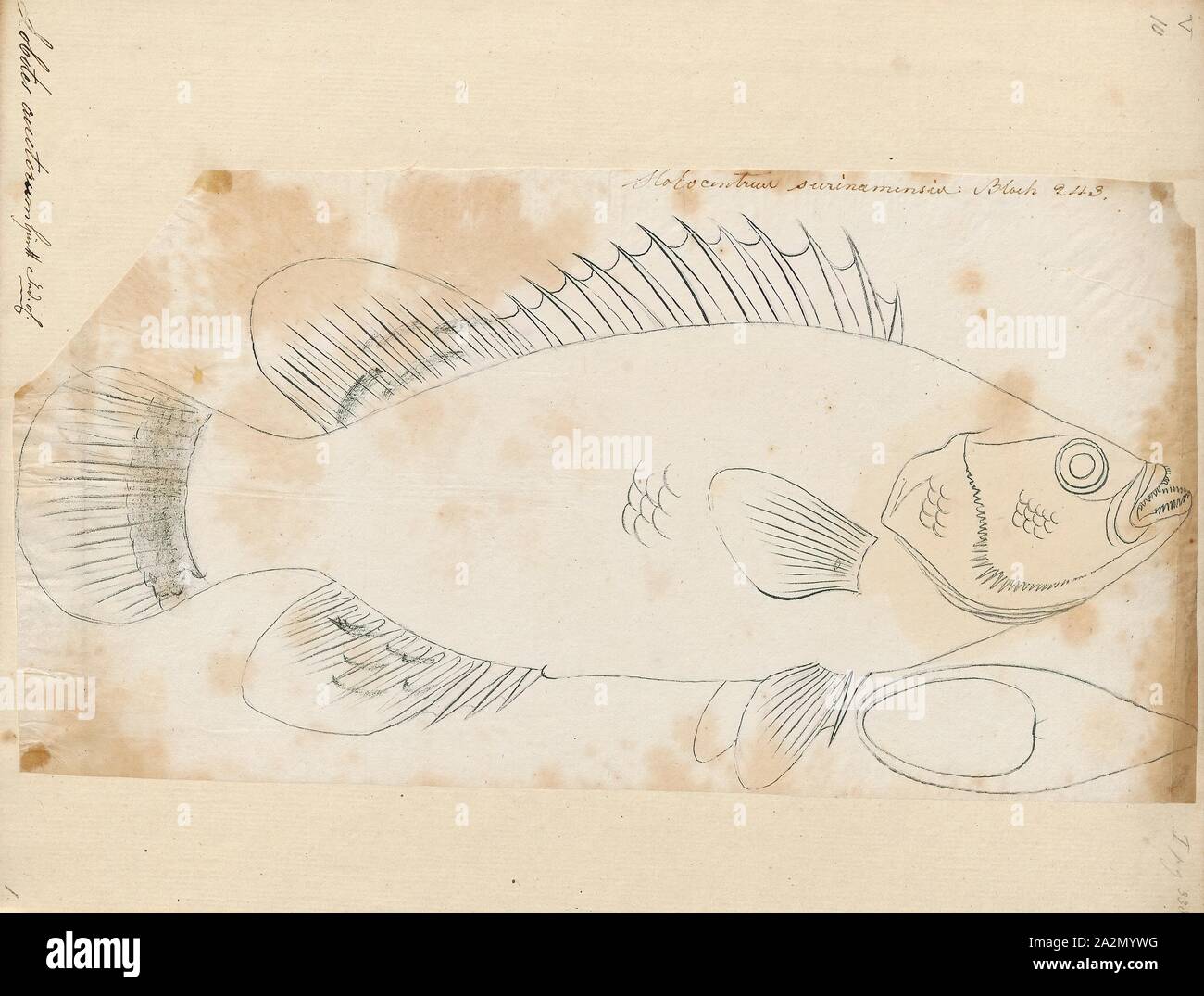Lobotes auctorum, Print, Tripletail, Lobotes is a genus of perciform ...