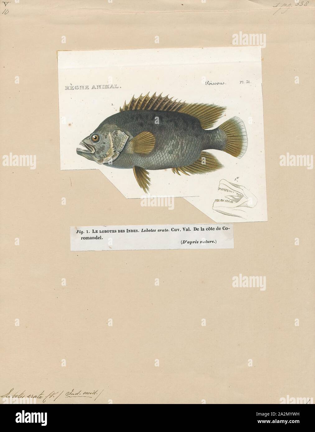Lobotes auctorum, Print, Tripletail, Lobotes is a genus of perciform ...