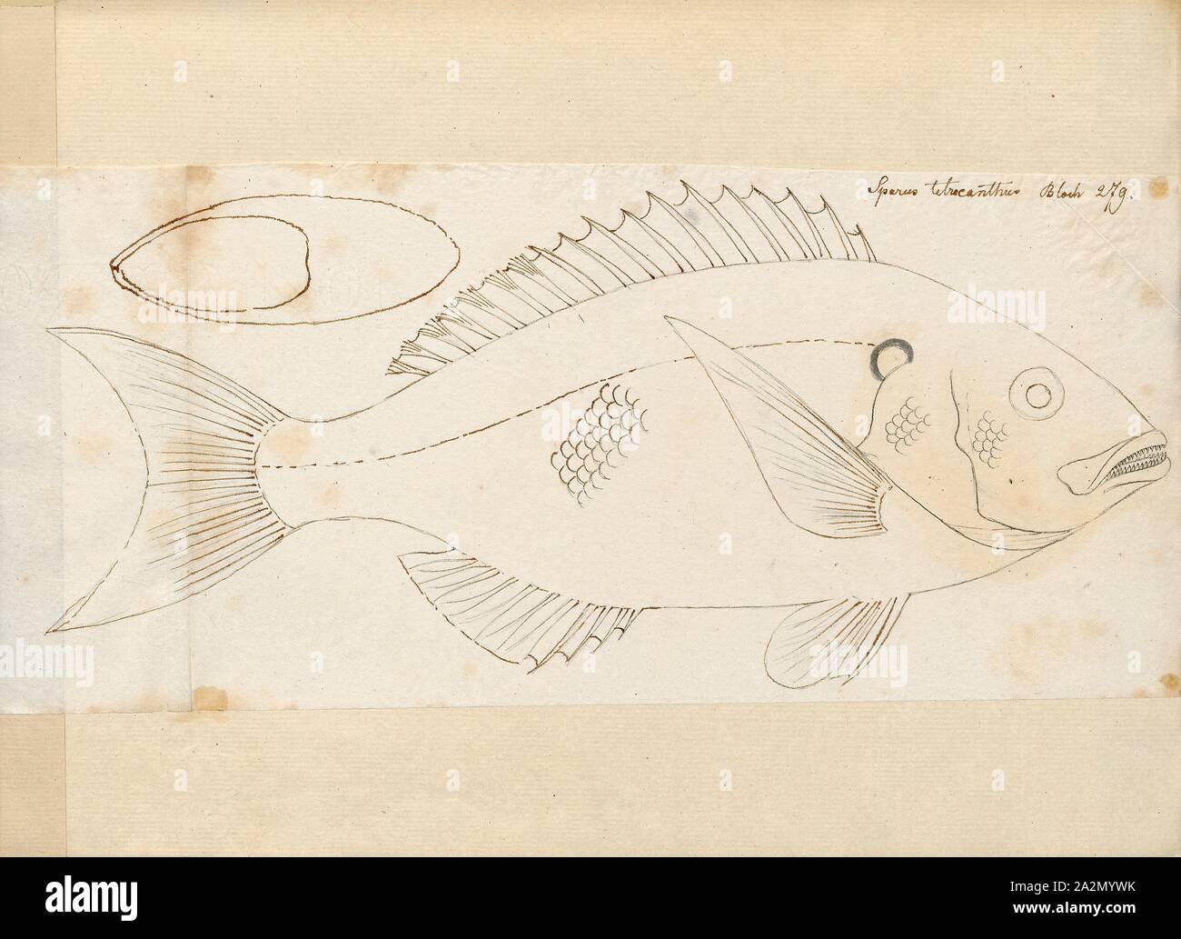 Lobotes emarginatus hi-res stock photography and images - Alamy