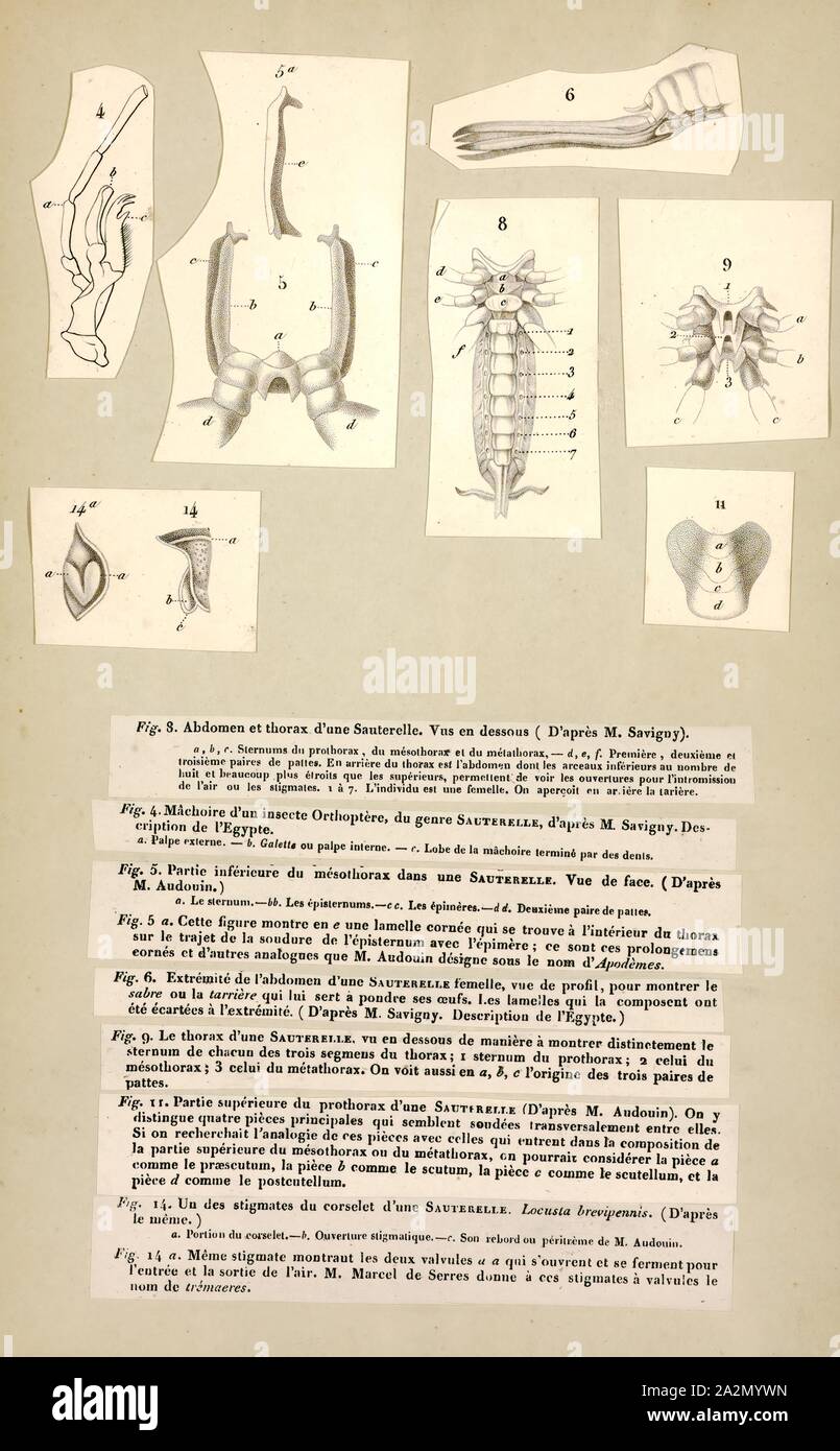 Locusta hi-res stock photography and images - Alamy