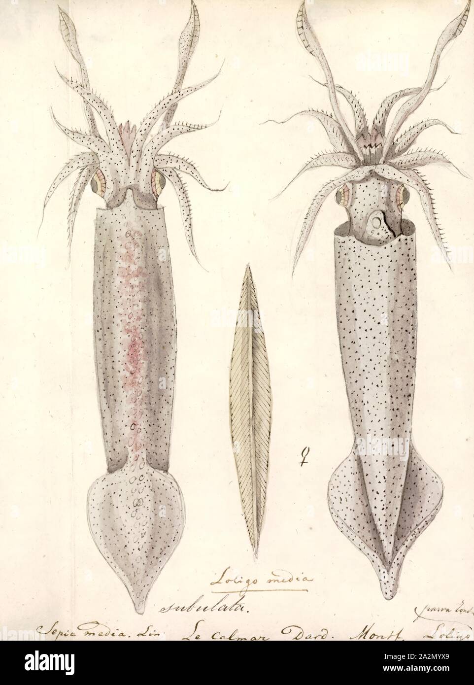 Loligo media, Print, Loligo is a genus of squid and one of the most ...