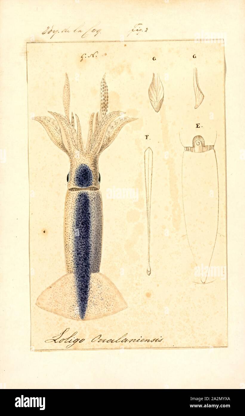 Loligo oualaniensis hi-res stock photography and images - Alamy