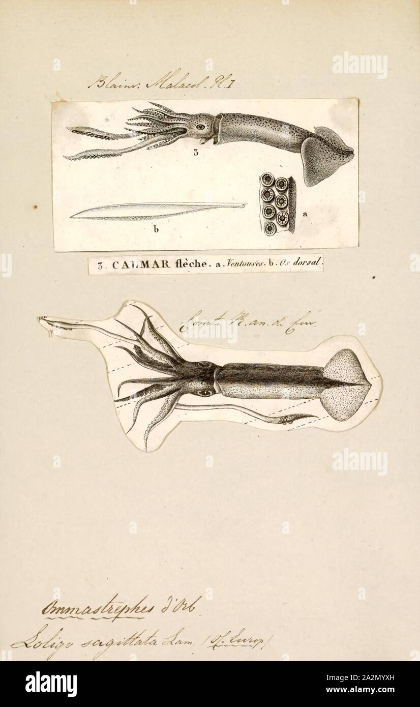 Loligo hi-res stock photography and images - Alamy