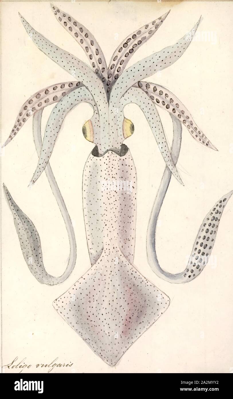 Squid mantle hi-res stock photography and images - Alamy