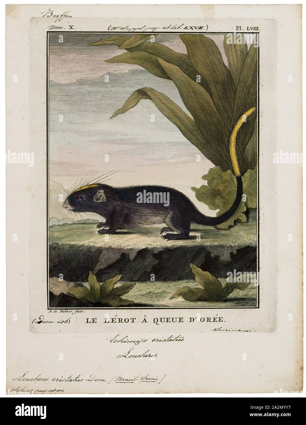 Loncheres cristatus, Print, Echimys, Echimys is a genus of the spiny ...