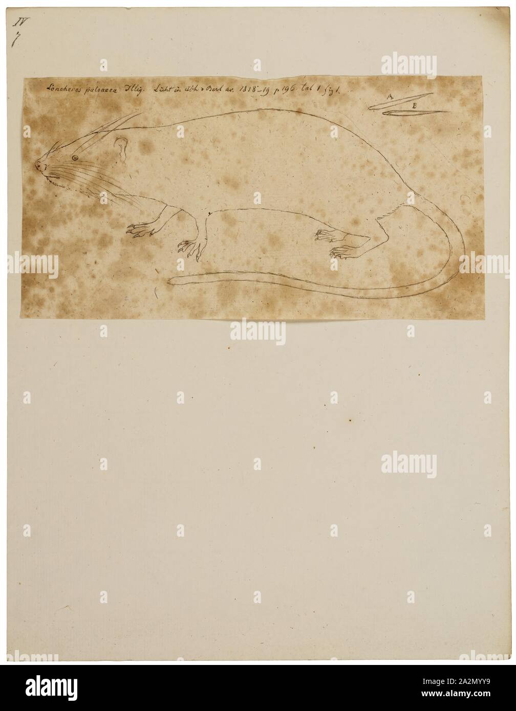 Loncheres paleacea, Print, Echimys, Echimys is a genus of the spiny ...