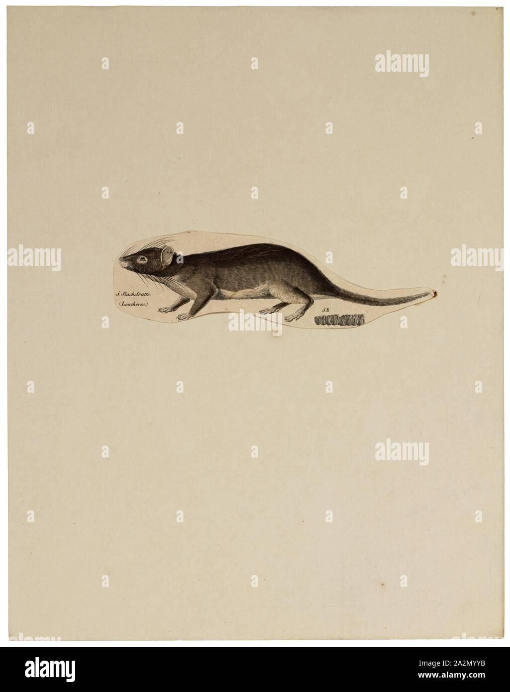 Loncheres spec., Print, Echimys, Echimys is a genus of the spiny rats ...