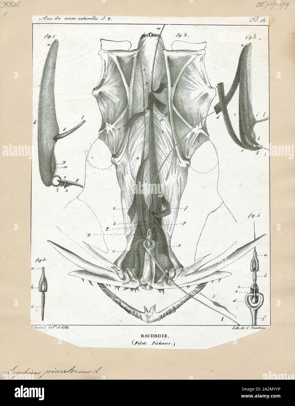 Family of lophiidae hi-res stock photography and images - Alamy