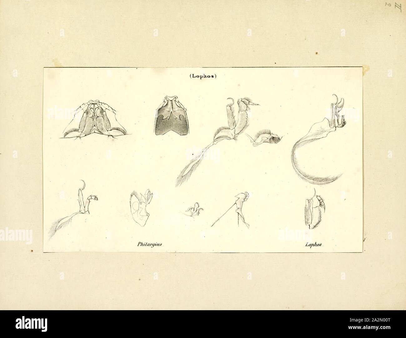 Lophos philargius, Print, details Stock Photo - Alamy