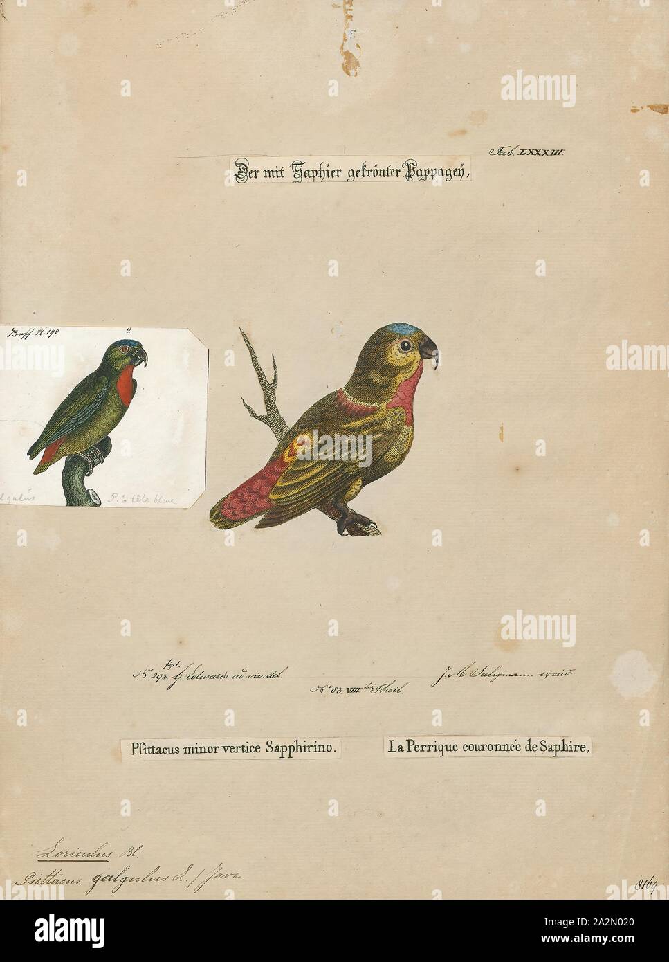 Loriculus galgulus borneo hi-res stock photography and images - Alamy