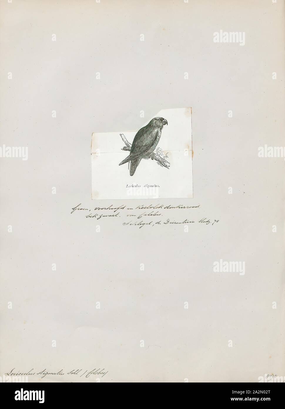 Maroon rumped hanging parrot hi-res stock photography and images - Alamy