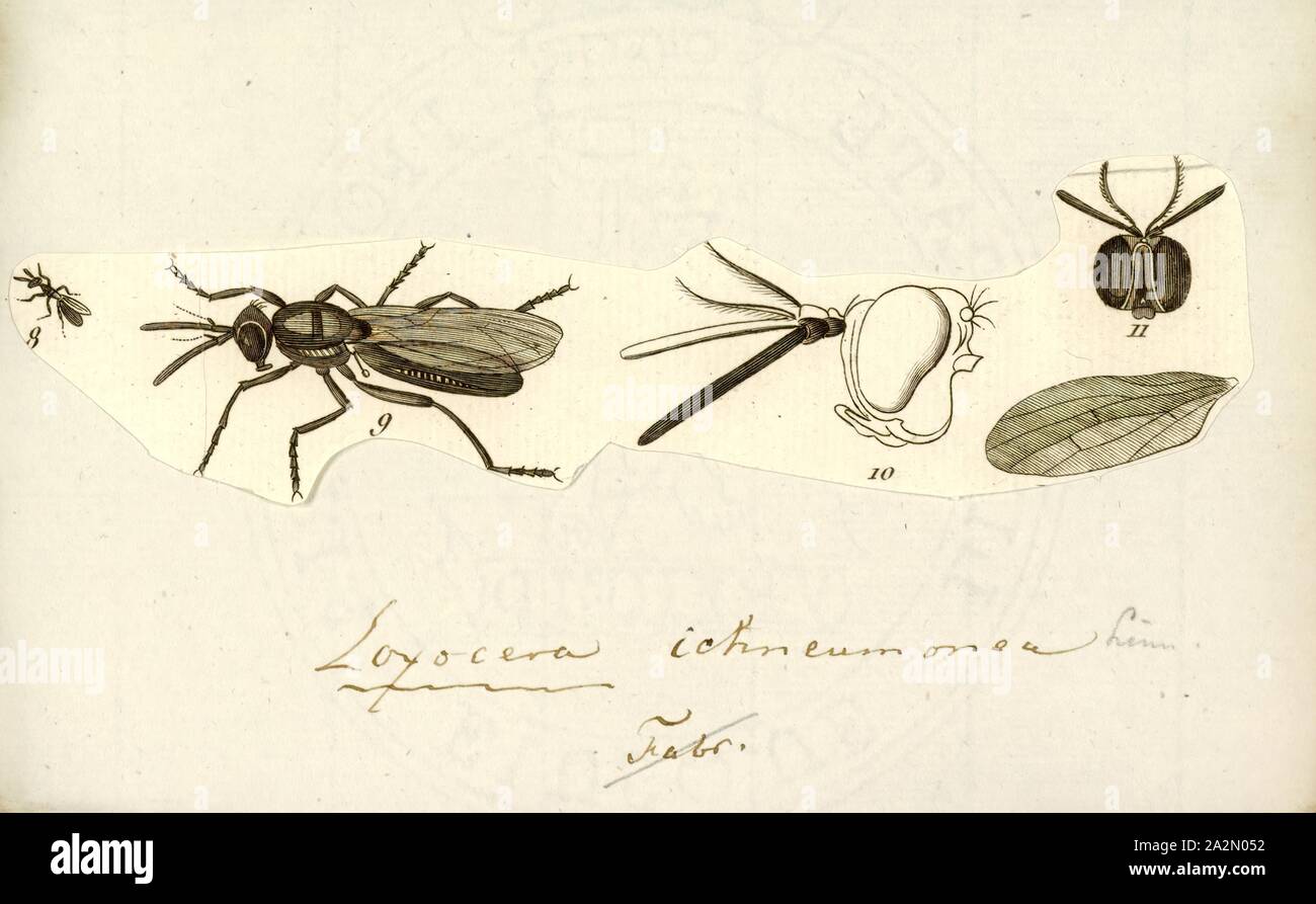 Psilidae hi-res stock photography and images - Alamy