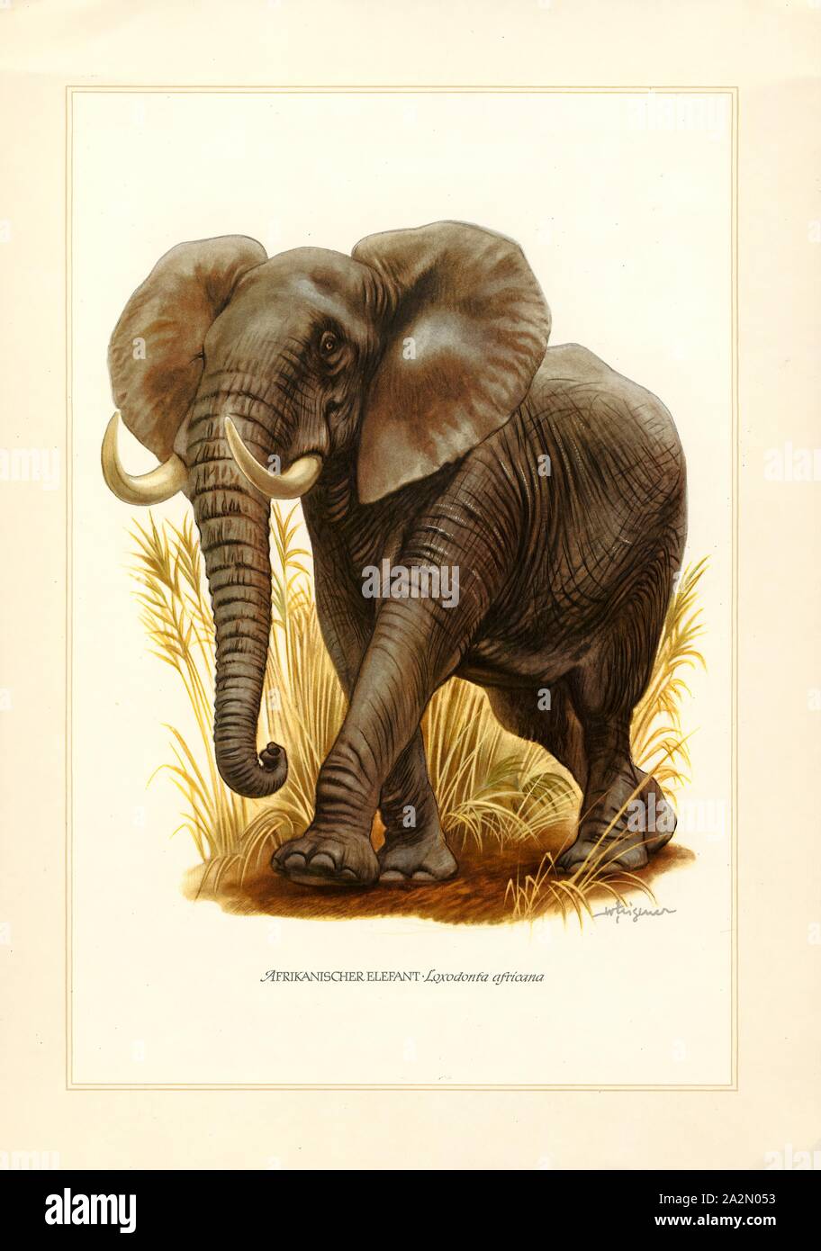 Sliteye shark hi-res stock photography and images - Alamy