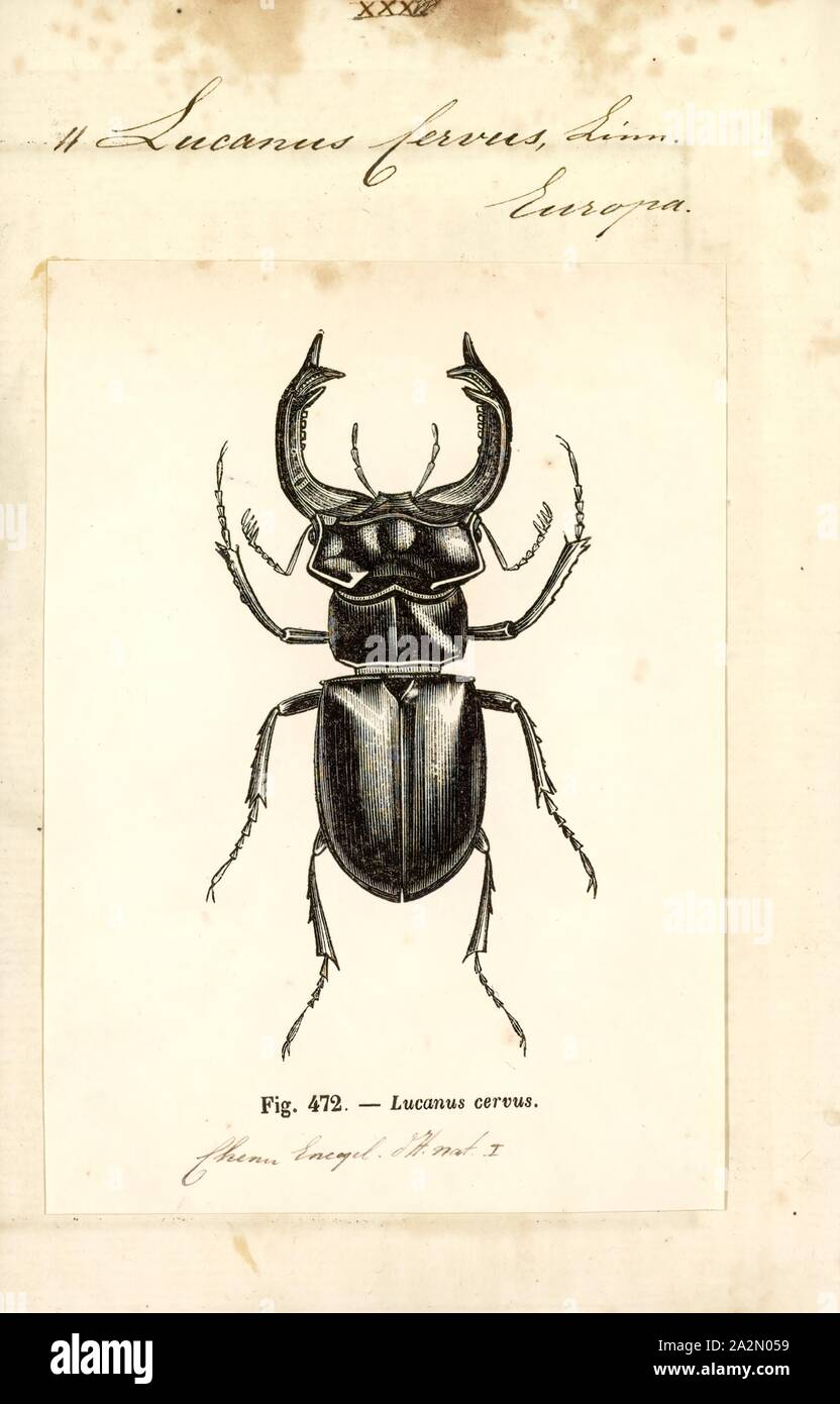 Lucanus hi-res stock photography and images - Alamy