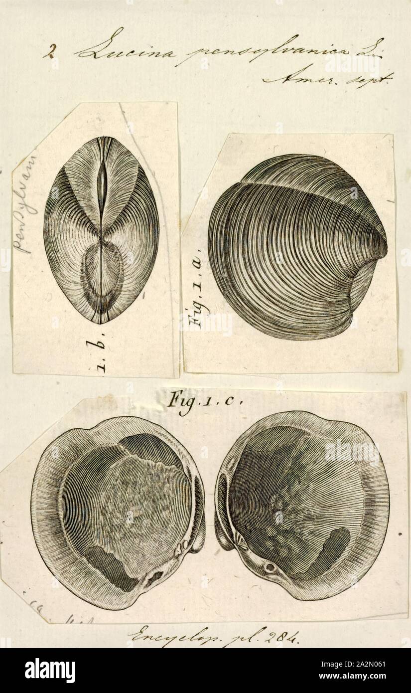 Lucina pensylvanica, Print, Lucina pensylvanica, or the Pennsylvania ...
