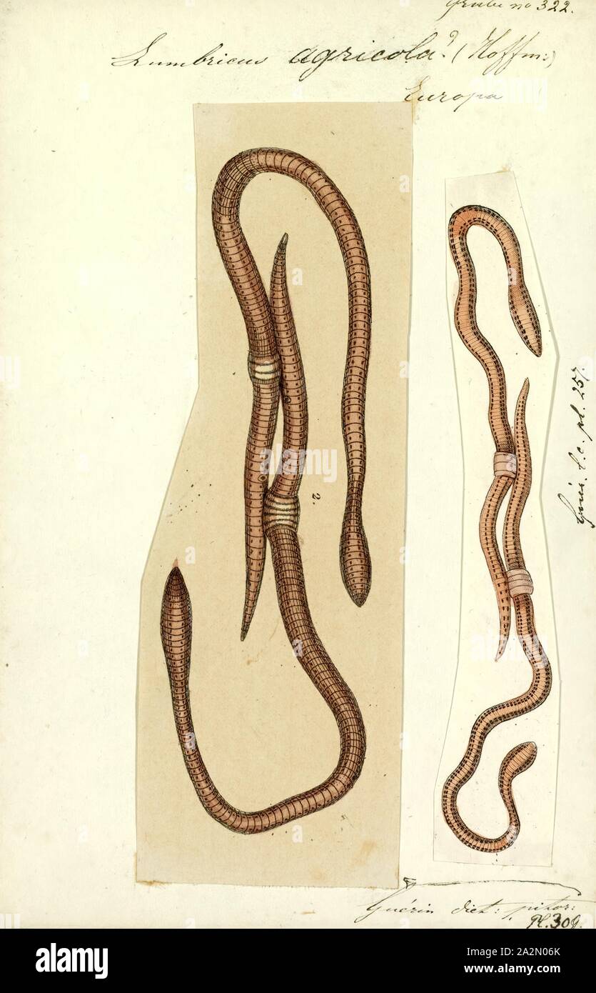 Lumbricus agricola hi-res stock photography and images - Alamy