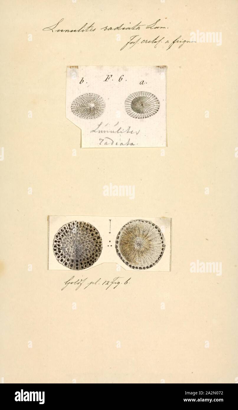 Lunulites radiata, Print Stock Photo - Alamy