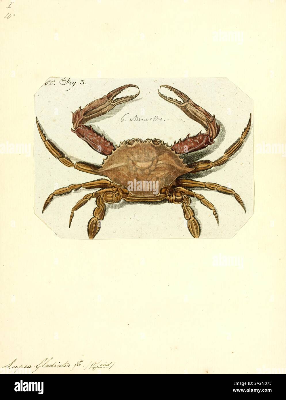 Lupea gladiator, Print Stock Photo - Alamy