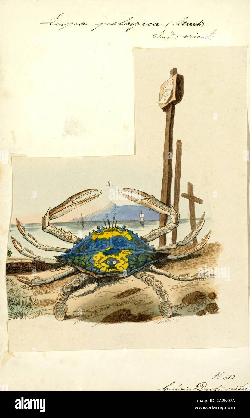 Lupea pelagica, Print Stock Photo - Alamy