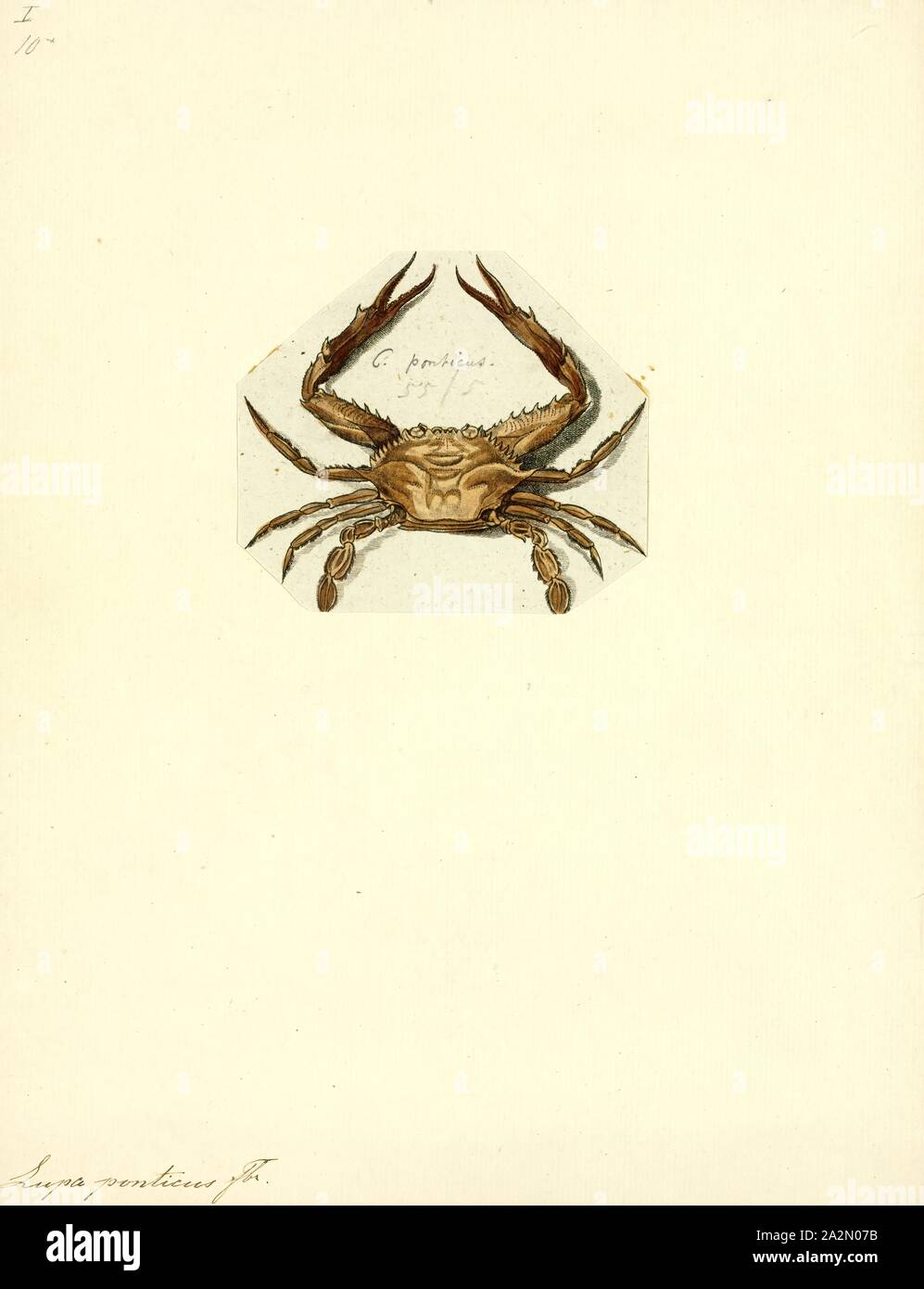 Lupea ponticus, Print Stock Photo - Alamy