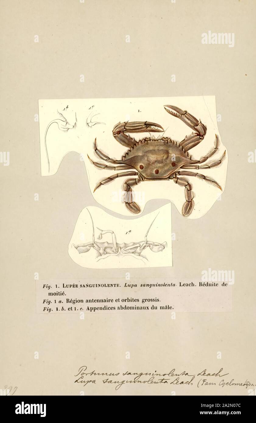 Lupea sanguinolenta hi-res stock photography and images - Alamy