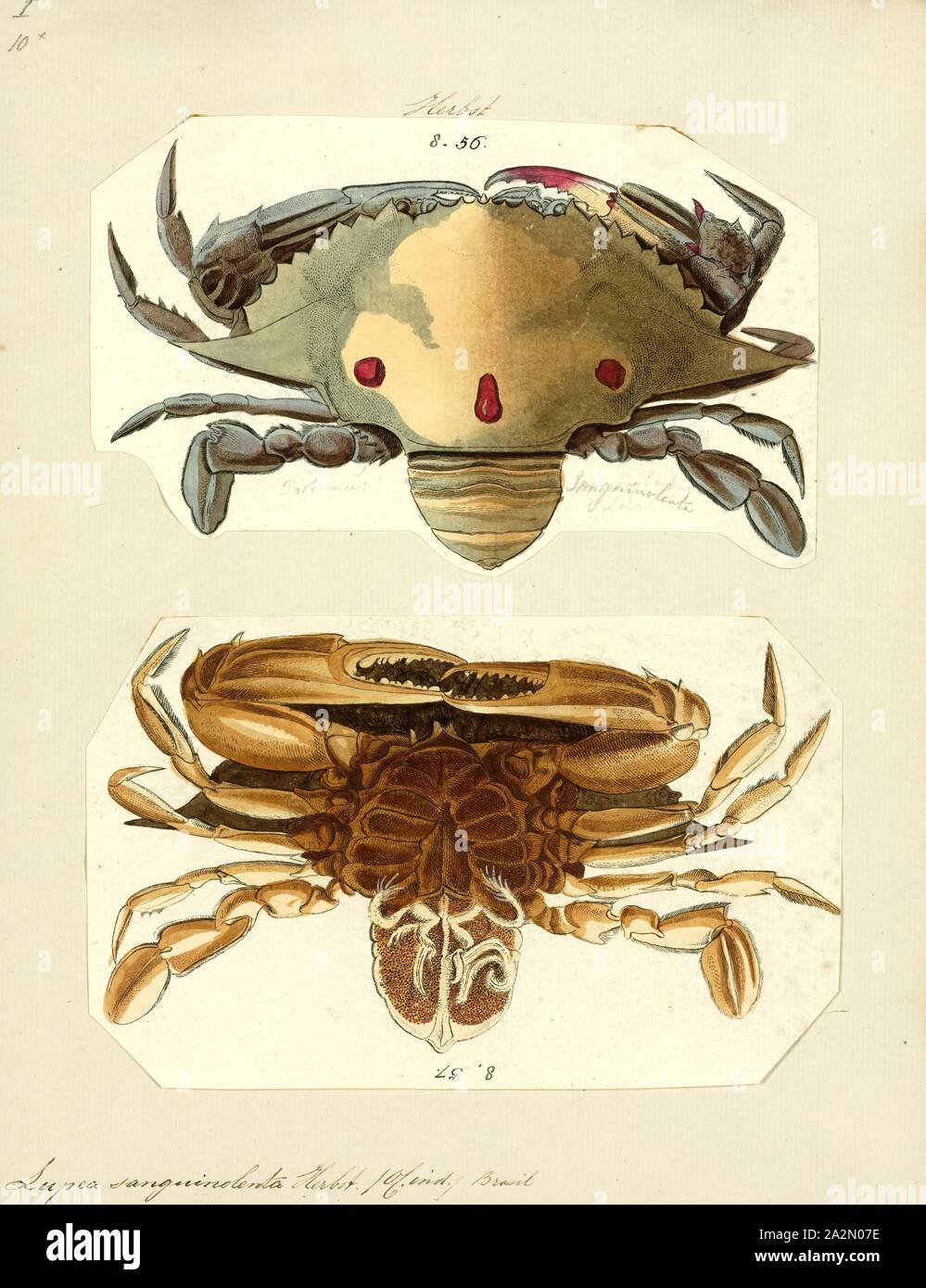 Lupea sanguinolenta, Print Stock Photo - Alamy