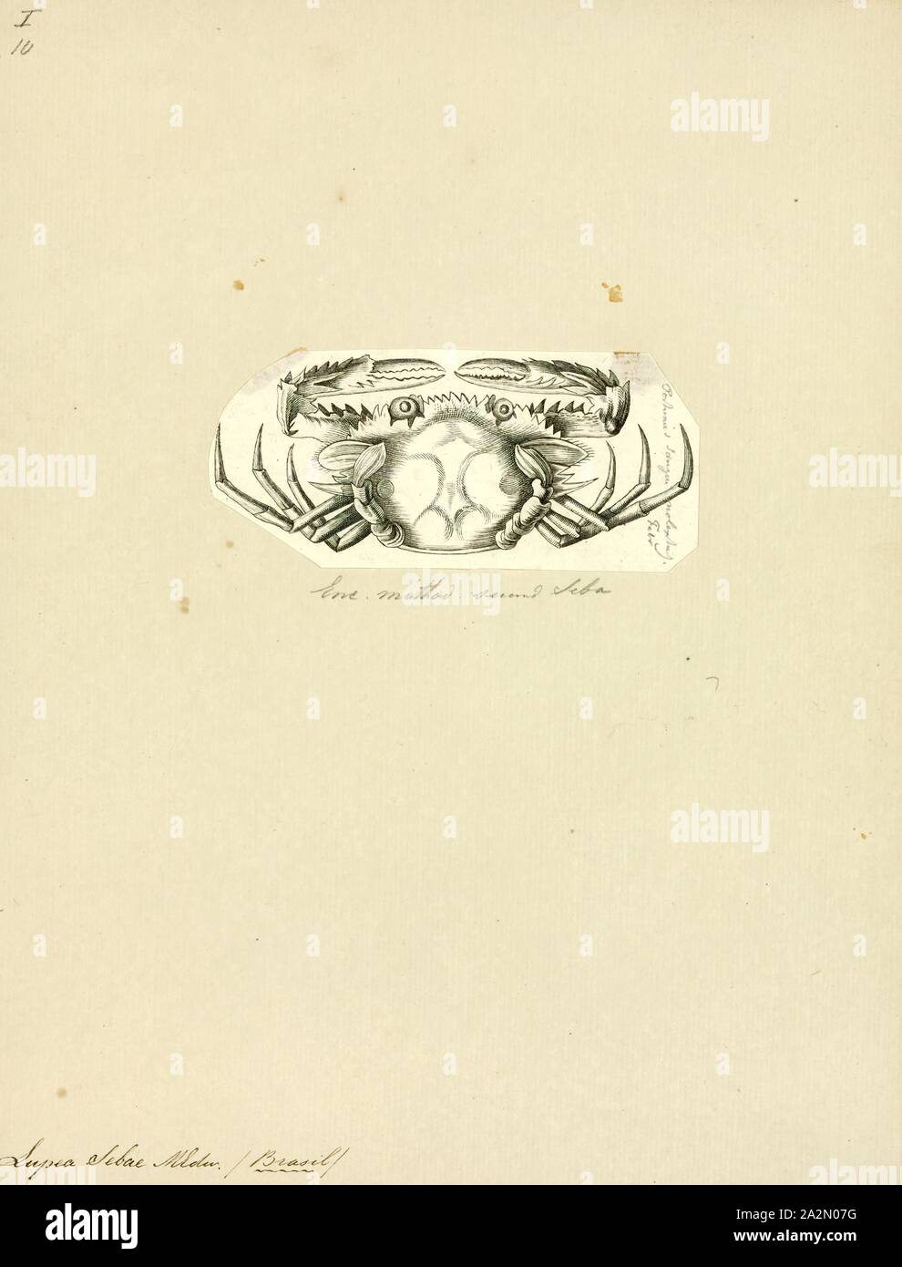 Lupea sebae, Print Stock Photo - Alamy