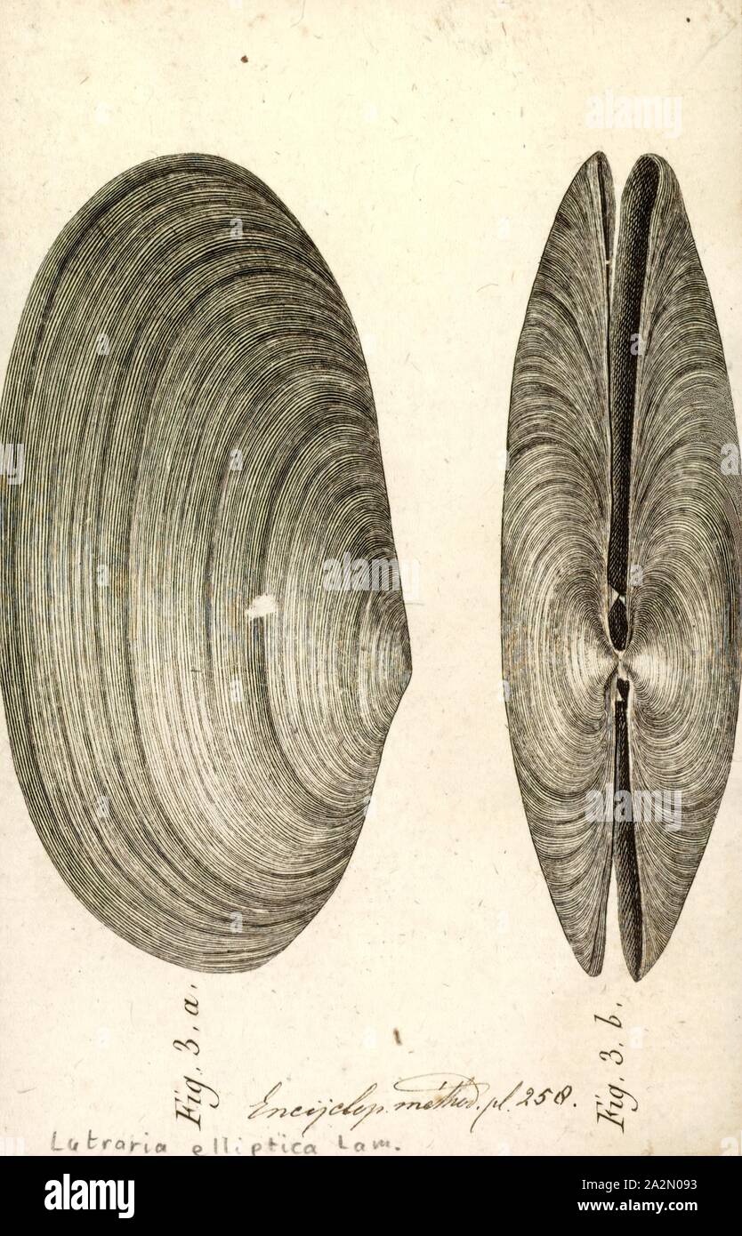 Lutraria elliptica, Print, Lutraria lutraria is a species of large marine bivalve mollusc in the ...