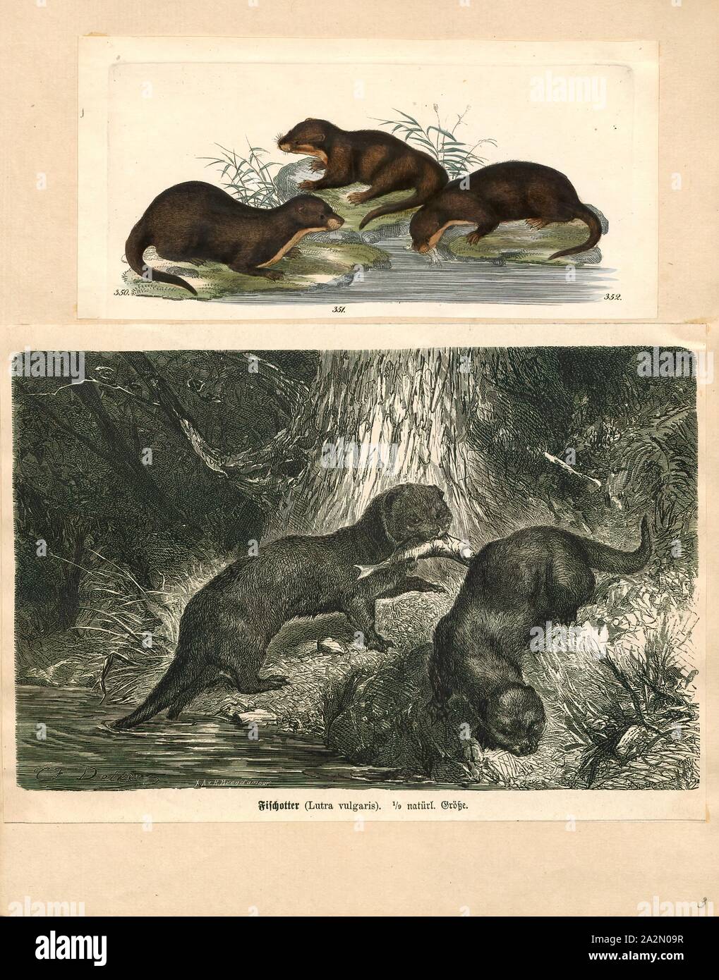 Lutra vulgaris hi-res stock photography and images - Alamy