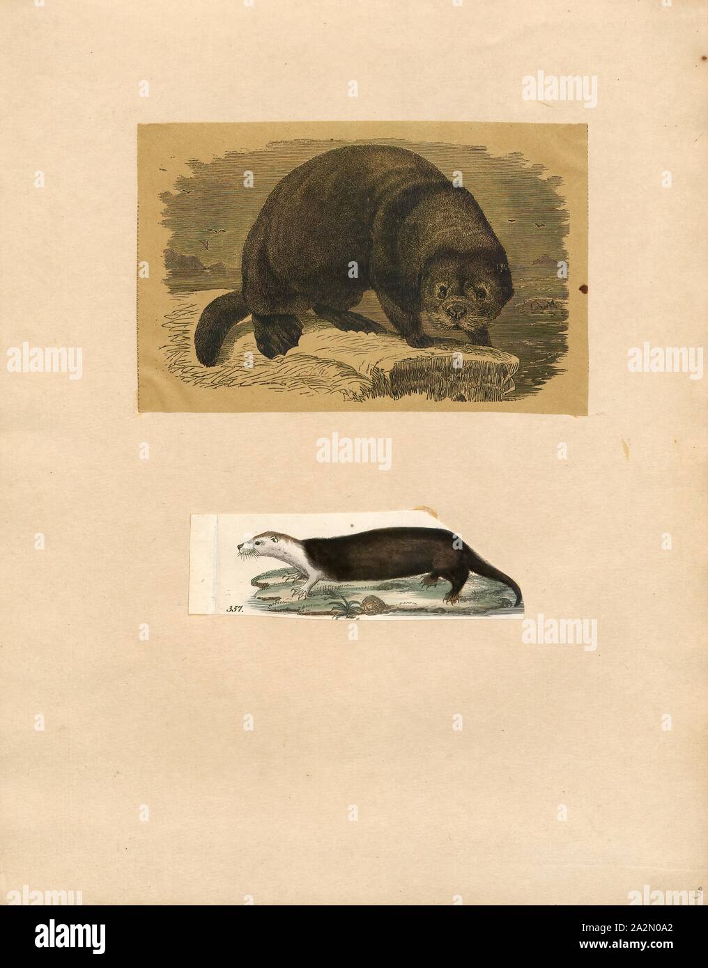 Lutra vulgaris, Print, Lutra is a genus of otters, one of seven in the ...