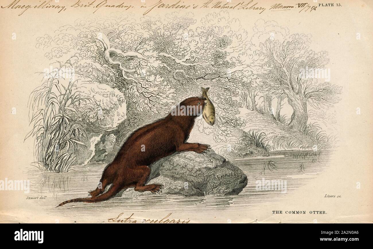 Lutra vulgaris, Print, Lutra is a genus of otters, one of seven in the ...