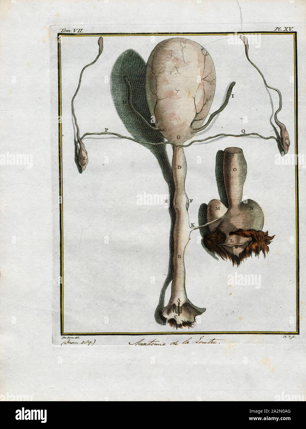 Lutra vulgaris, Print, Lutra is a genus of otters, one of seven in the ...