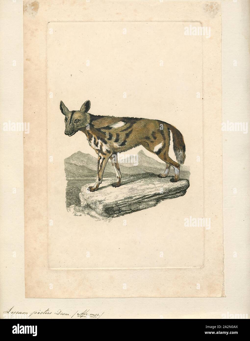 Lycaon pictus, Print, The African wild dog (Lycaon pictus) is a canid ...