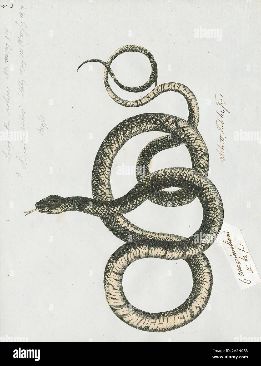 Lycodon audax, Print, Lycodon subcinctus, Malayan banded wolfsnake, in ...