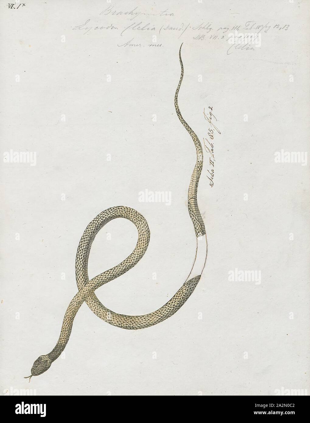 Lycodon clelia, Print, Lycodon subcinctus, Malayan banded wolfsnake, in ...