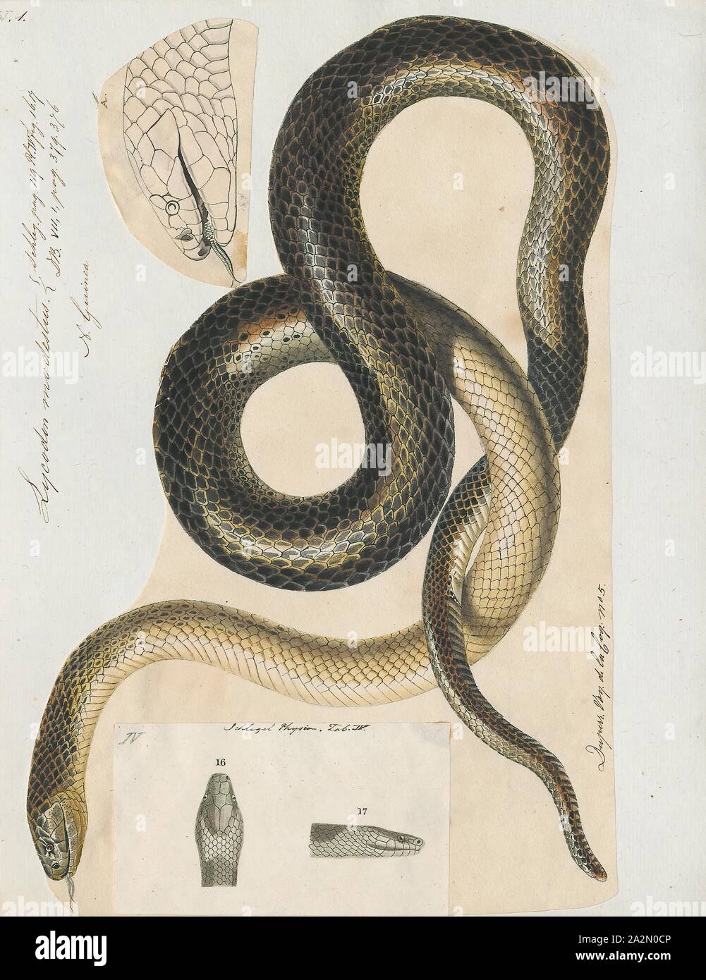 Lycodon modestus hi-res stock photography and images - Alamy