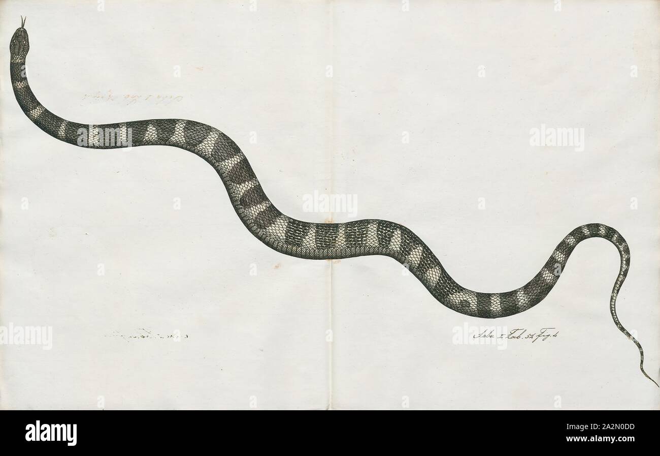 Lycodon petolarius, Print, Lycodon subcinctus, Malayan banded wolfsnake ...