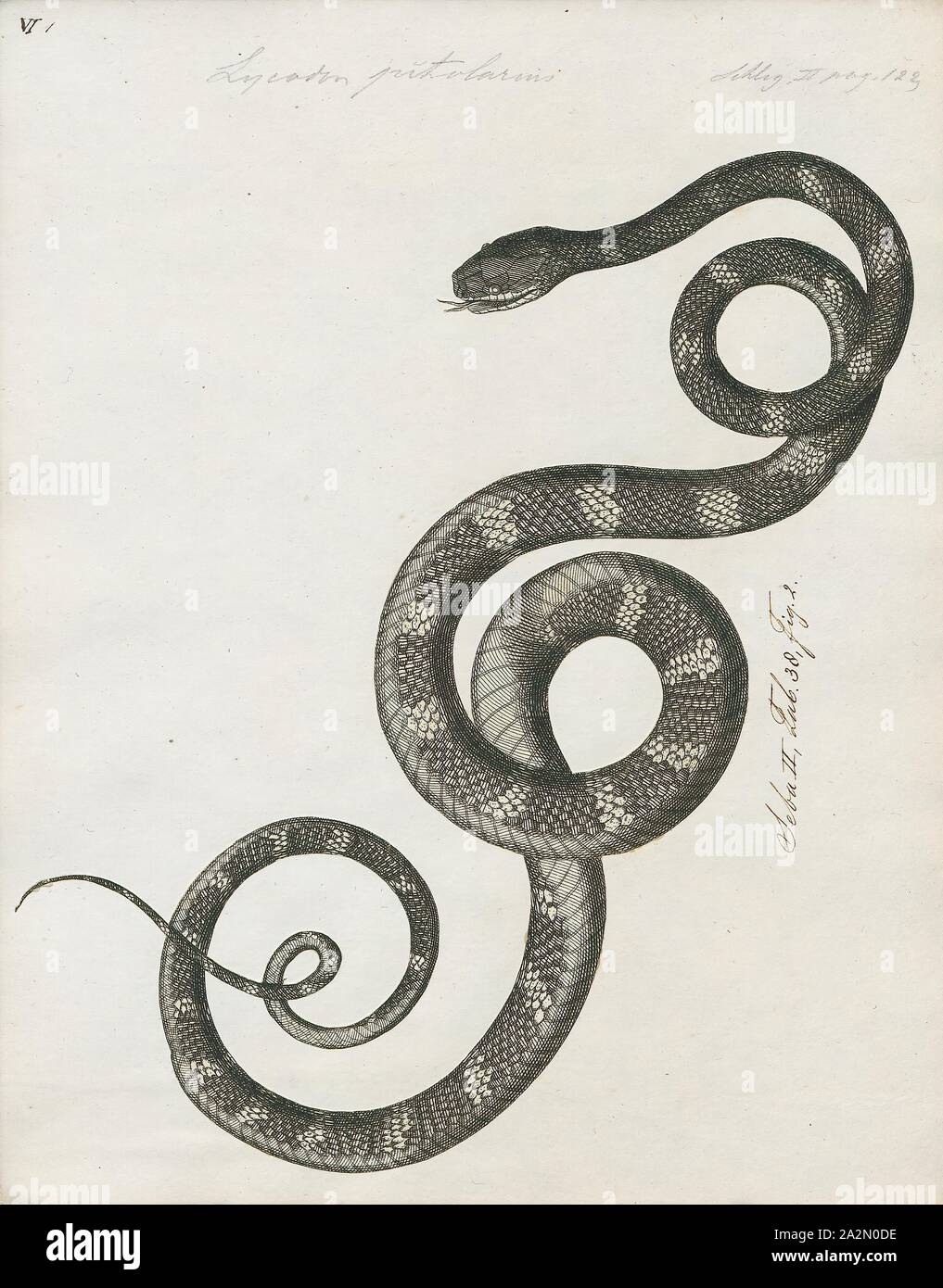 Lycodon petolarius, Print, Lycodon subcinctus, Malayan banded wolfsnake ...