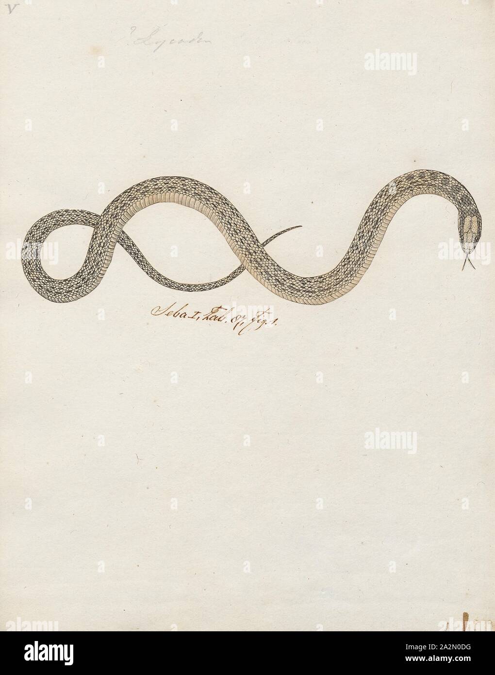 Malayan banded wolf snakes hi-res stock photography and images - Alamy