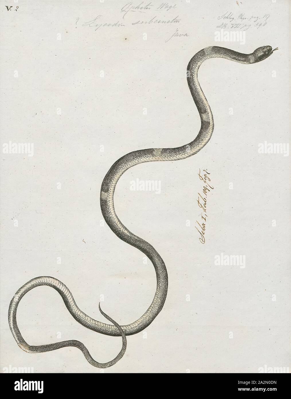 Lycodon subcinctus, Print, Lycodon subcinctus, commonly known as the ...