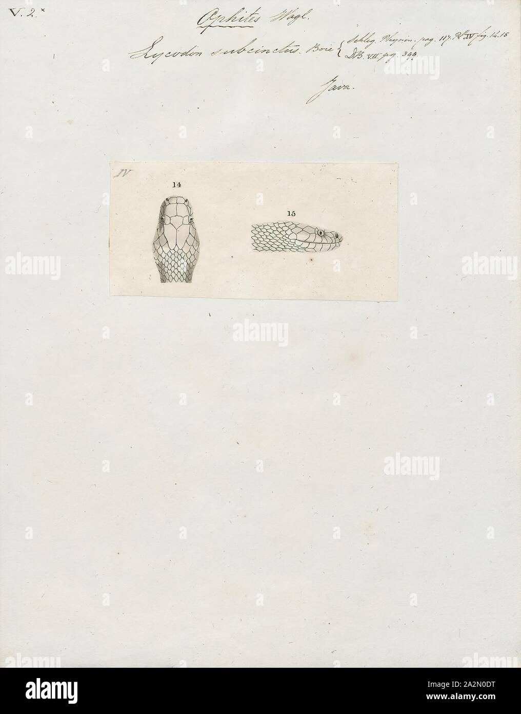 Lycodon subcinctus, Print, Lycodon subcinctus, commonly known as the ...