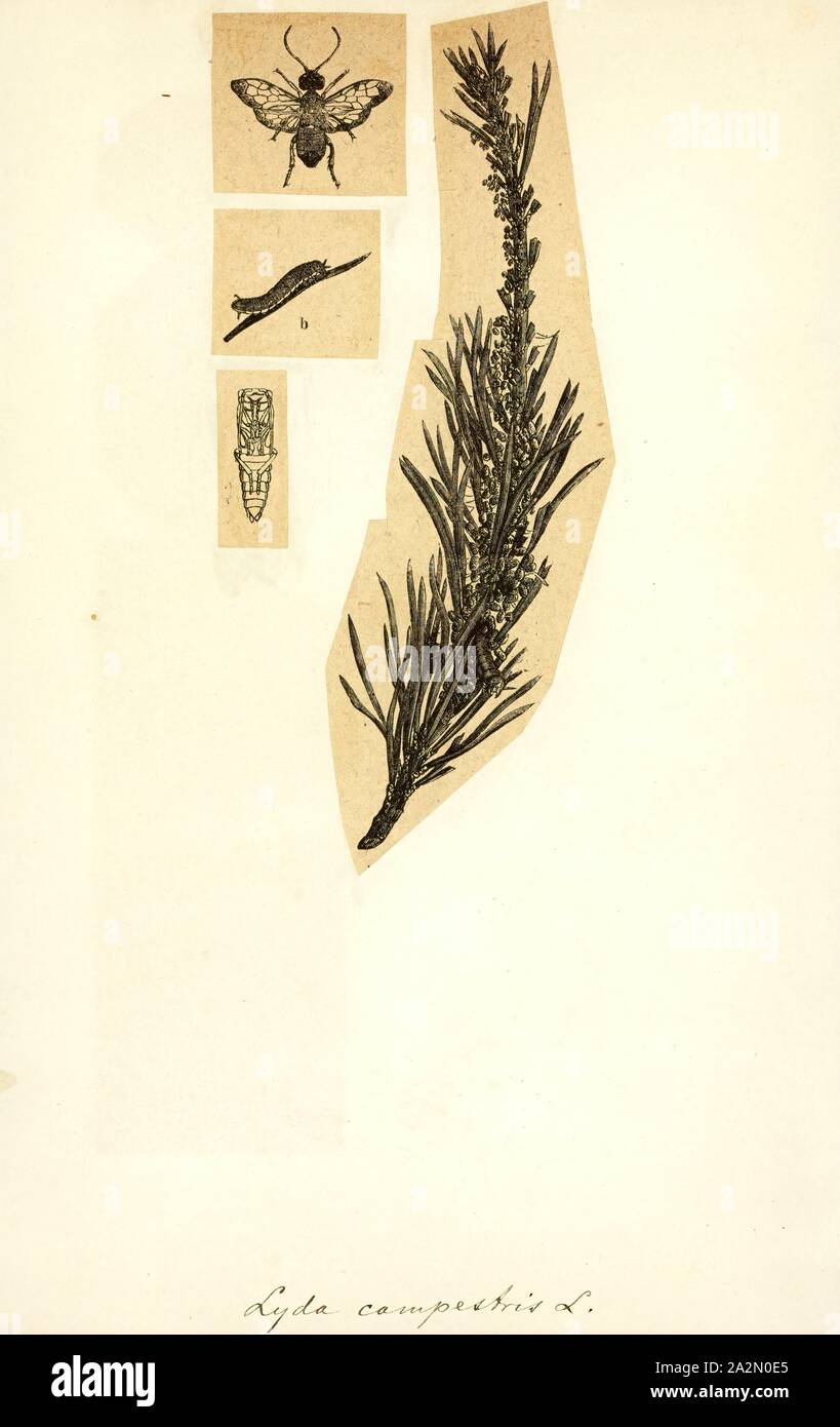 The lyda hi-res stock photography and images - Alamy