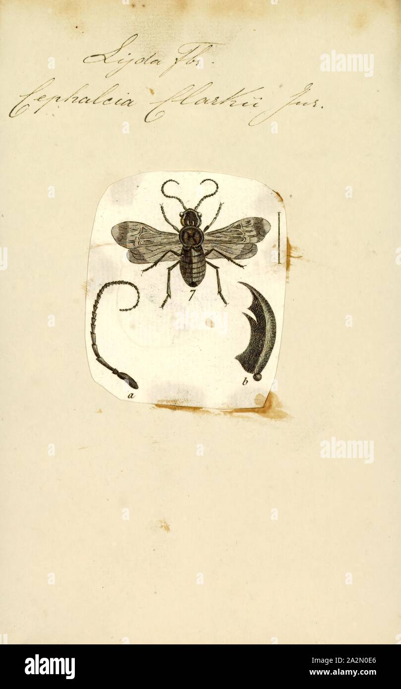 The lyda hi-res stock photography and images - Alamy