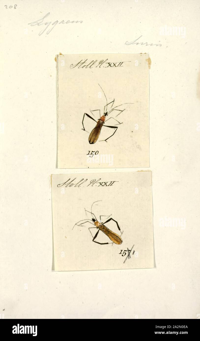 Seed bugs lygaeidae hi-res stock photography and images - Alamy