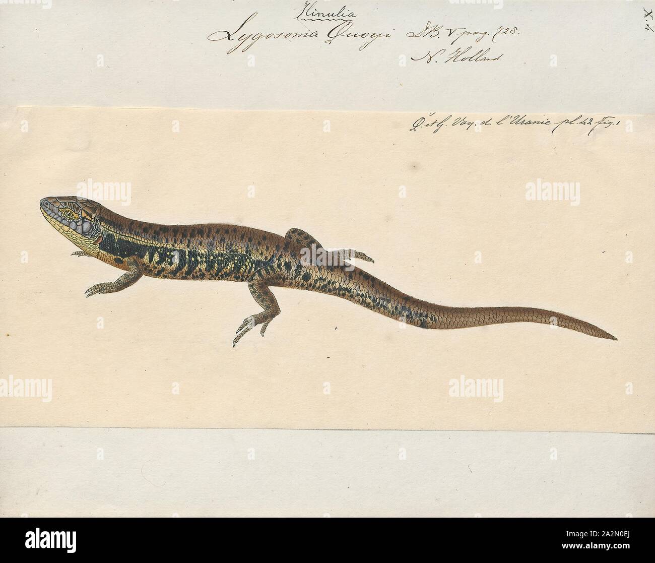 Lygosoma hi-res stock photography and images - Alamy