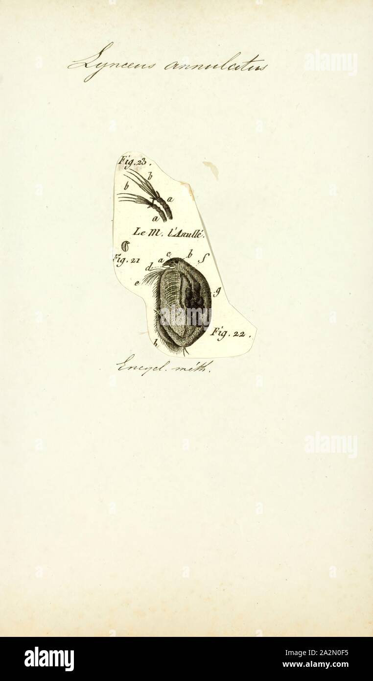 Lynceus annulatus, Print Stock Photo - Alamy