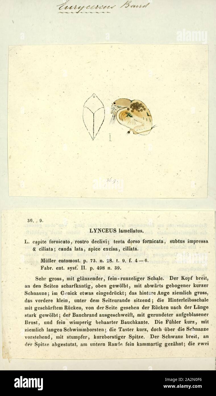 Lynceus lamellatus, Print Stock Photo - Alamy