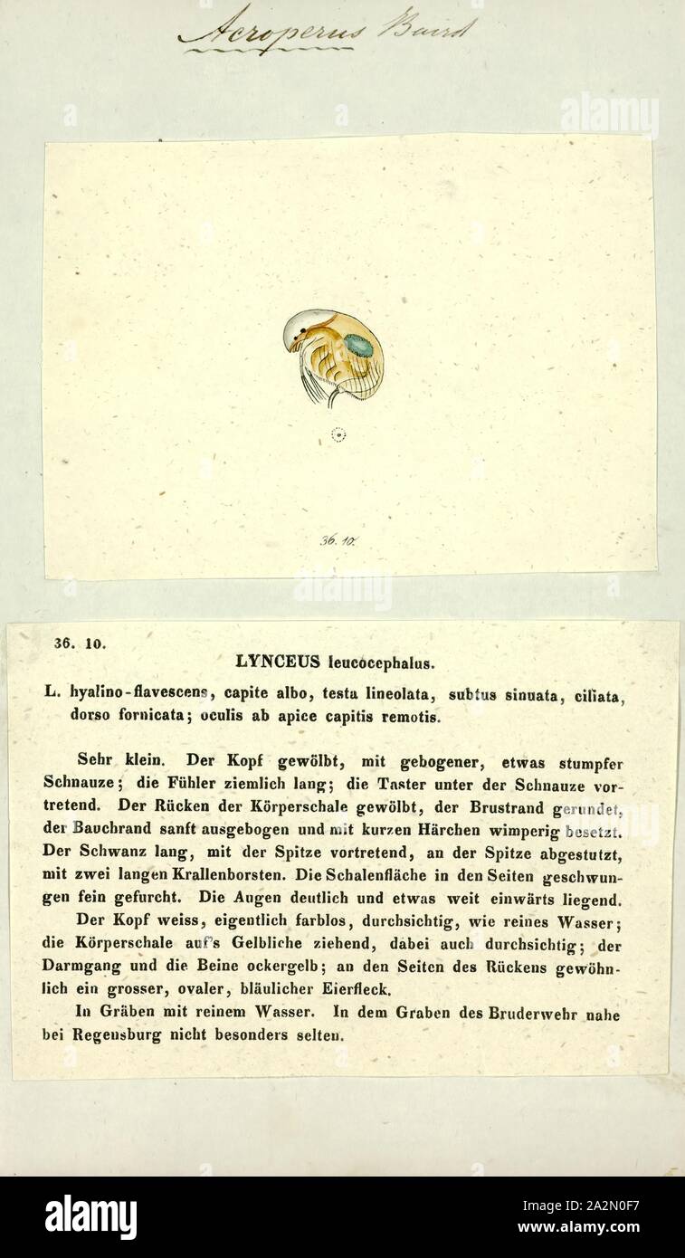 Lynceus leucocephalus, Print Stock Photo - Alamy