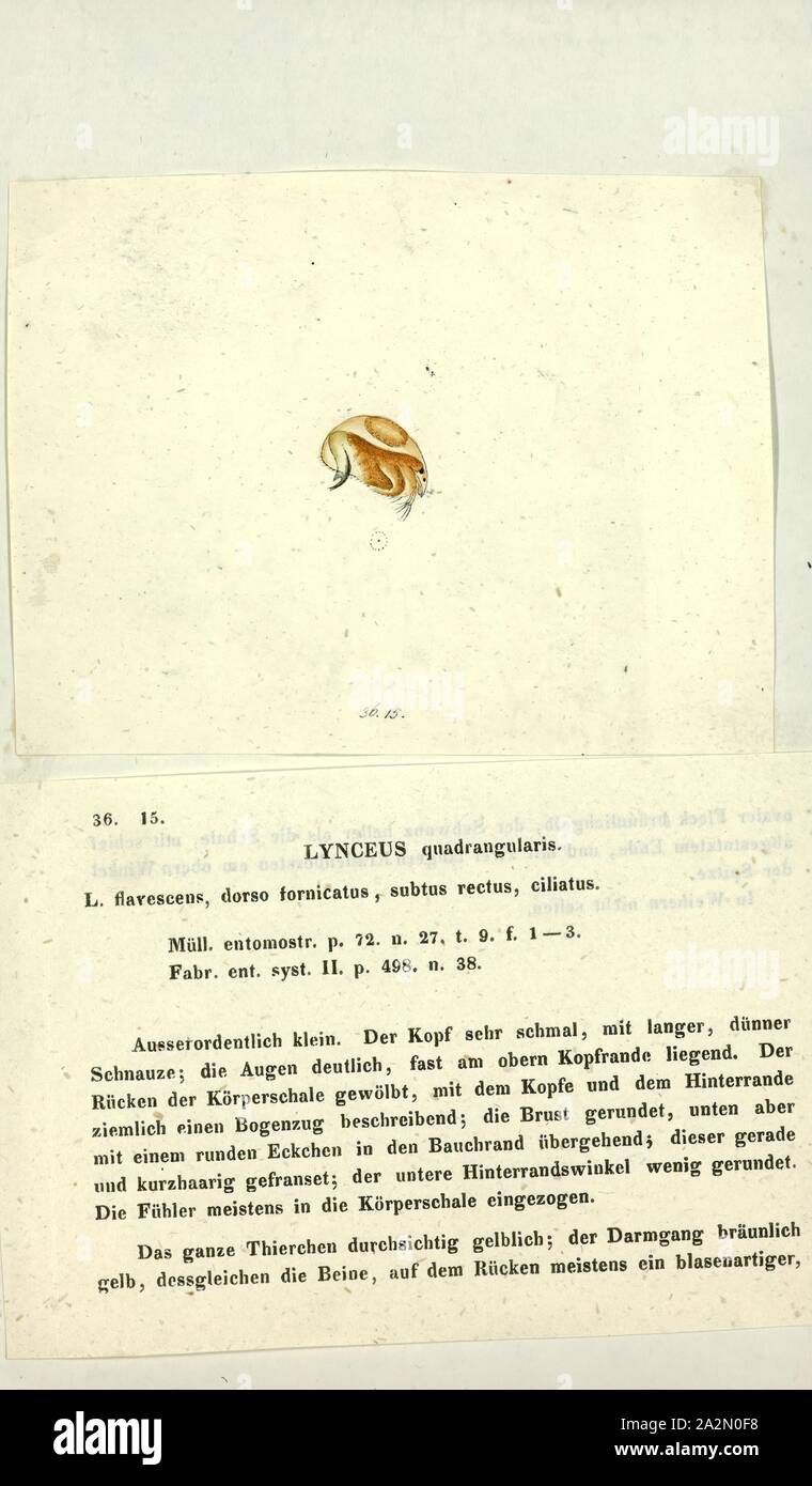 Lynceus quadrangularis hi-res stock photography and images - Alamy