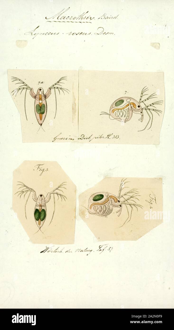 Lynceus roseus, Print Stock Photo - Alamy